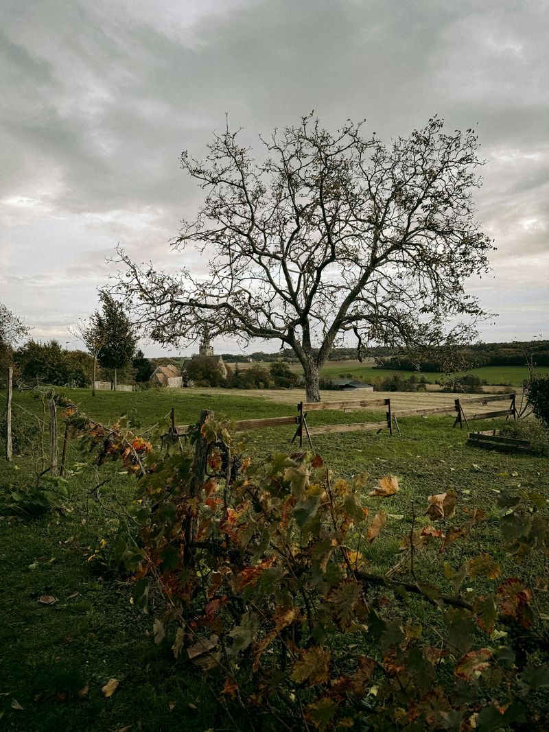 Best Time to Visit Burgundy: Seasons, Harvest & Wine Events | Travel.ninja